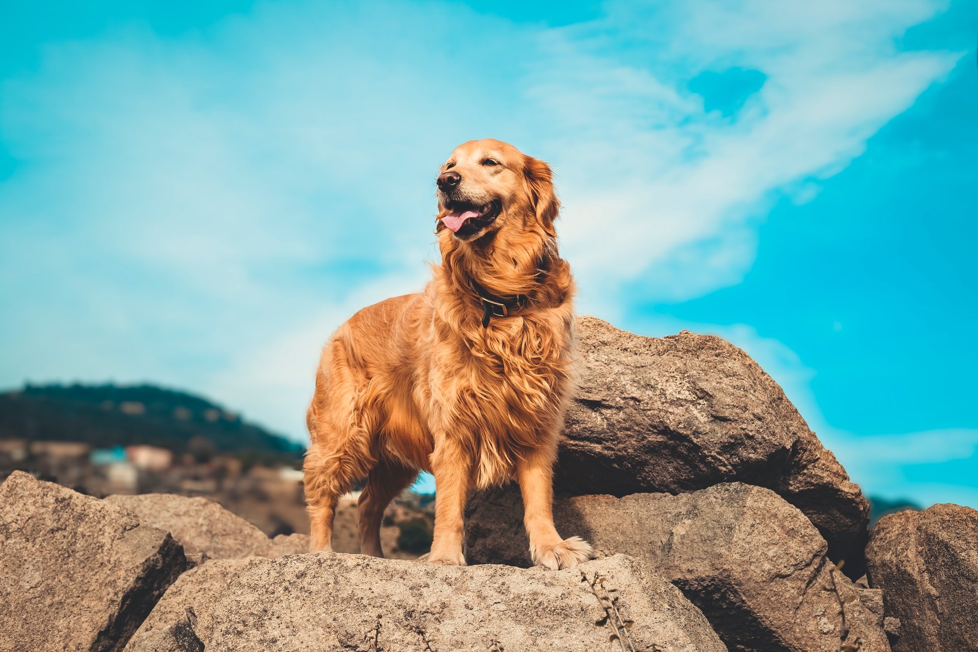 Everything You Need to Consider When Adopting a Golden Retriever ...
