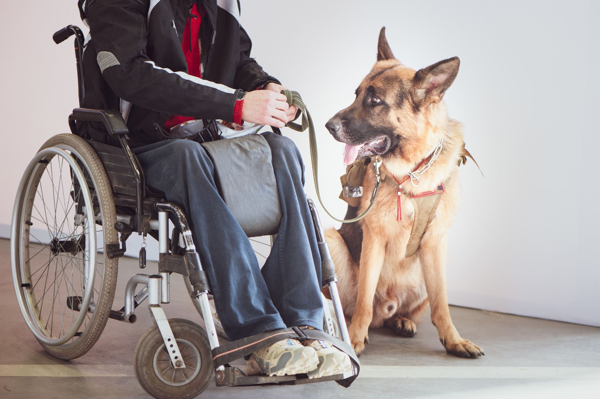 Service Dog Tasks You Need To Know Lifestyle Design By Sully