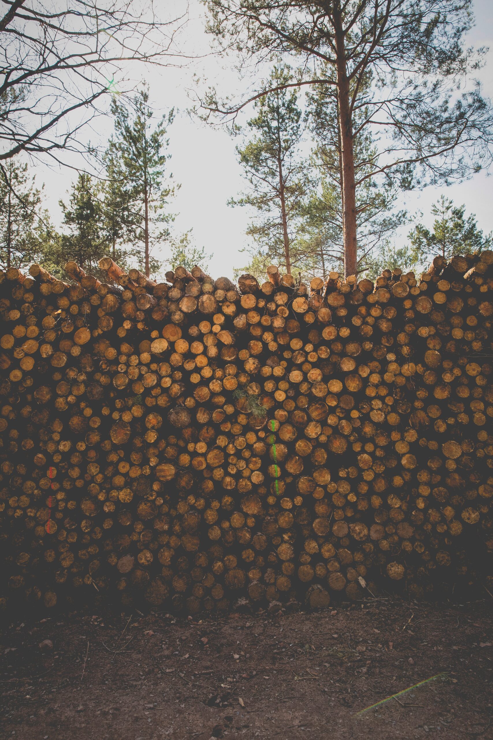 Is Pecan Wood a Good Smoking Wood? - Lifestyle Design by Sully