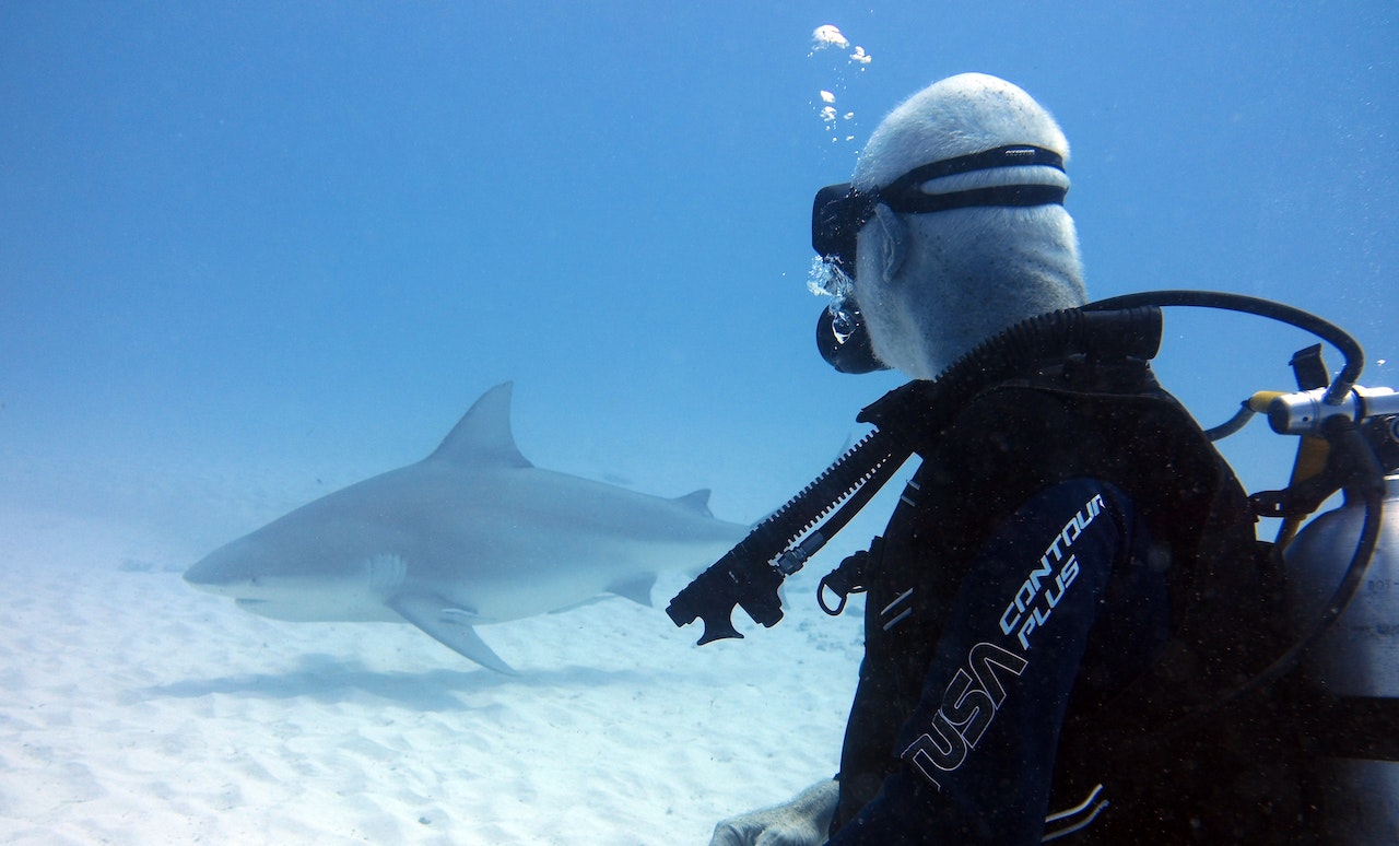 Sydney Shark Diving: How to Prepare for Your First Dive - Lifestyle ...
