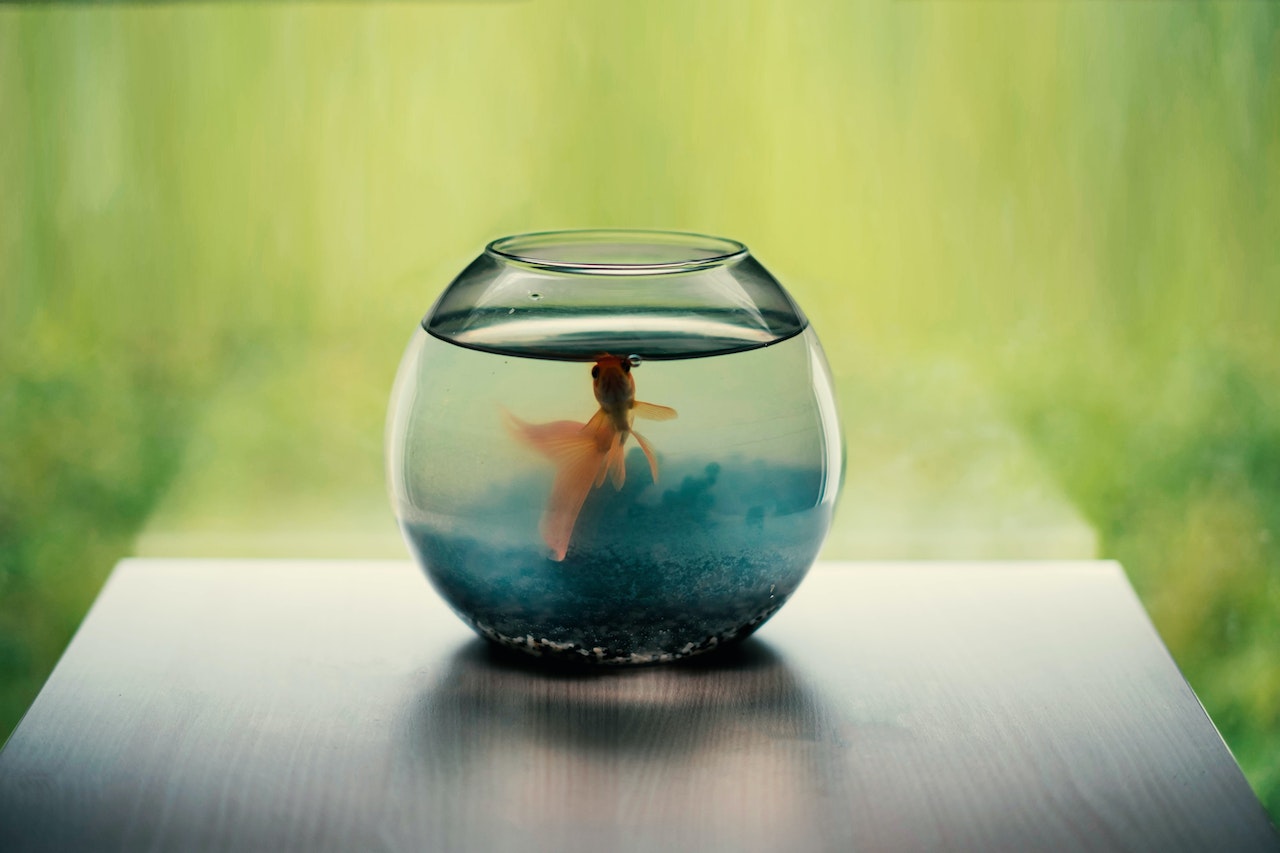The Perfect Pet for College Students: A Guide to Making the Right ...